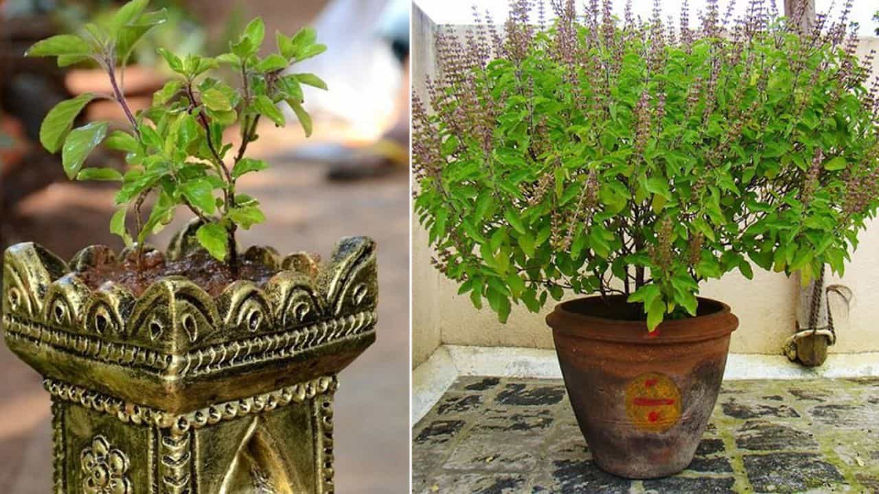 Special importance of Tulsi in Ayurveda, know its benefits, properties ...