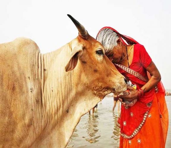Do you know the importance of giving the first roti to the cow?