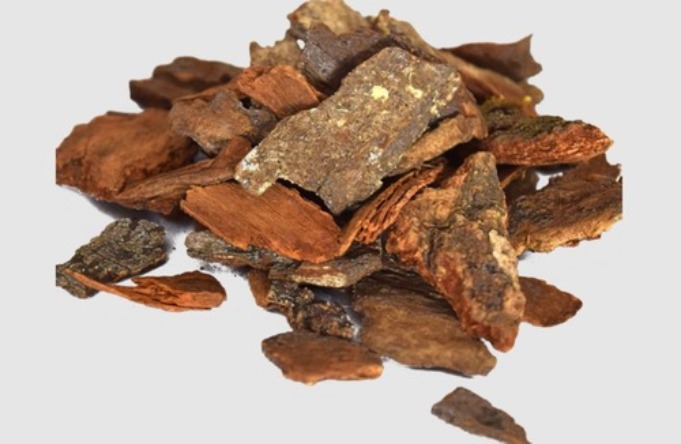 Semal bark is rich in medicinal properties, know its uses and benefits ...