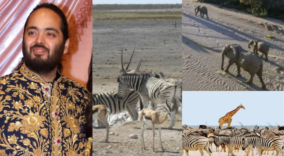 Animals of Namibia are suffering from drought and famine! Anant Ambani ...